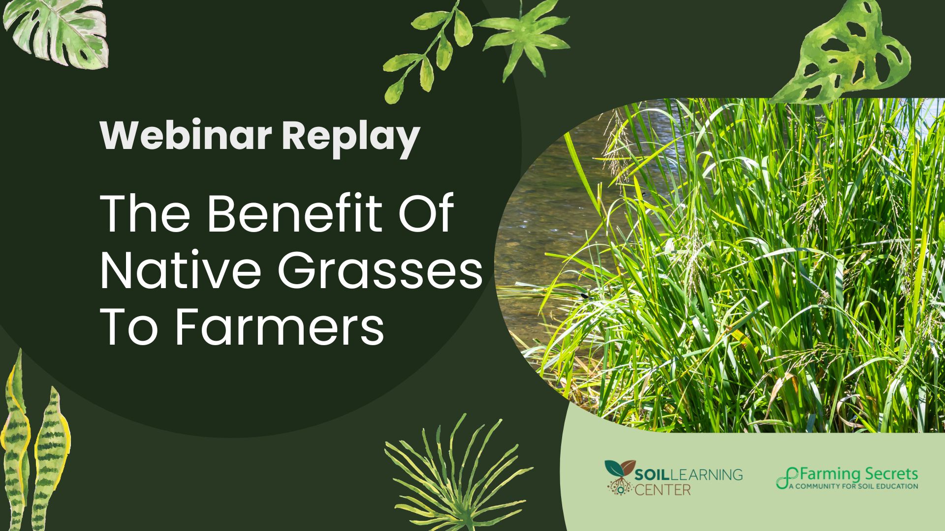 Webinar Replay - The Benefit Of Native Grasses To Farmers - Soil ... Webinar Replay - The Benefit Of Native Grasses To Farmers - Soil ...