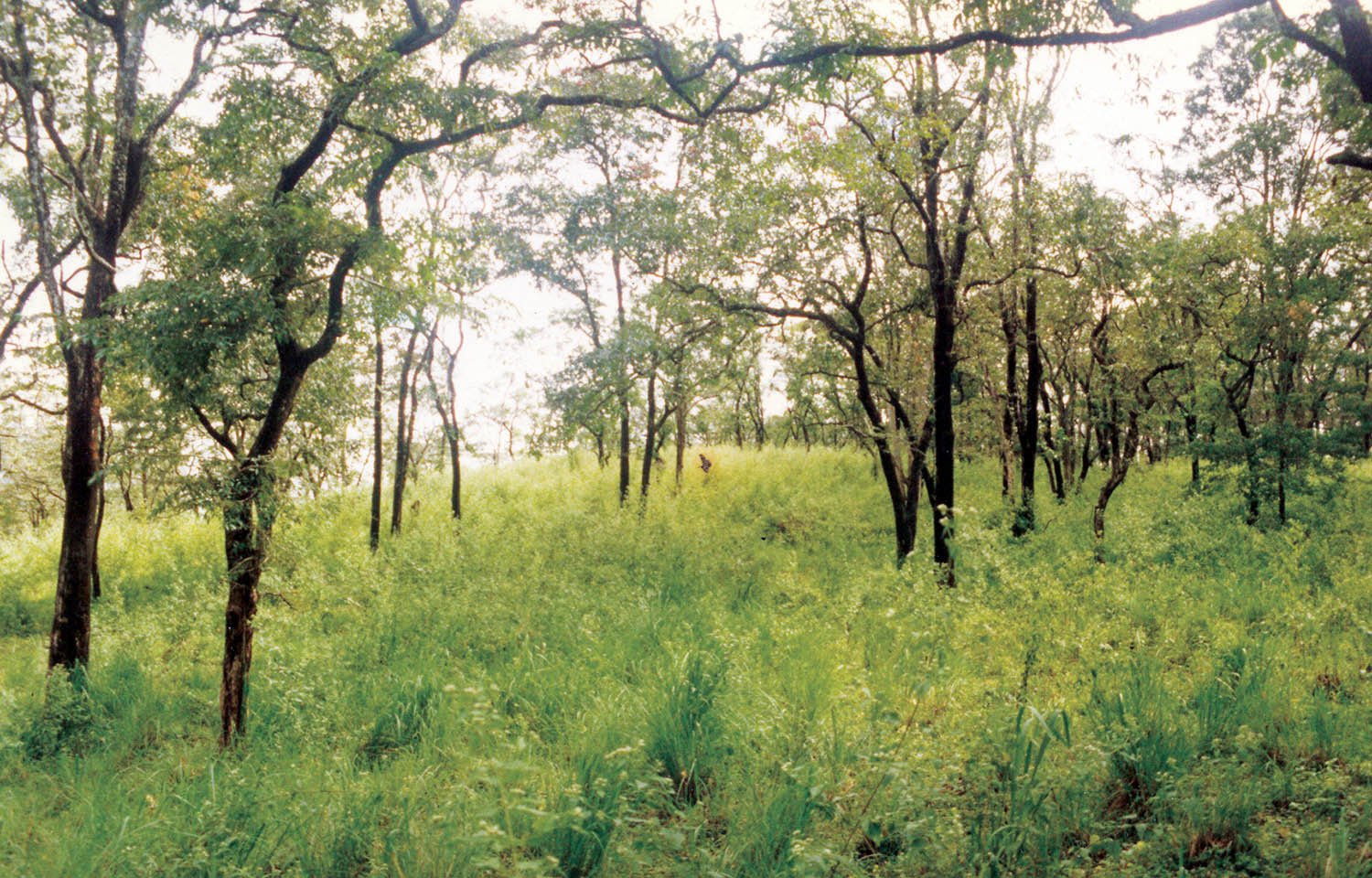Soil Biodiversity And Ecoregions – Tropical And Subtropical Grassland ...