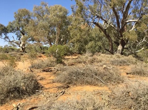 Soil Biodiversity And Ecoregions – Desert And Dry Shrubland - Soil ...