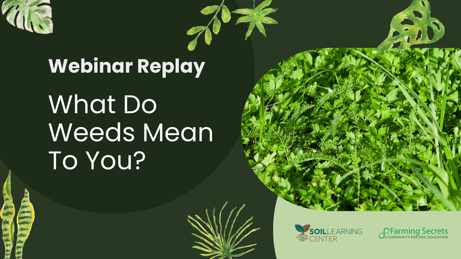 Webinar Replay - What Do Weeds Mean To You? - Soil Learning Center