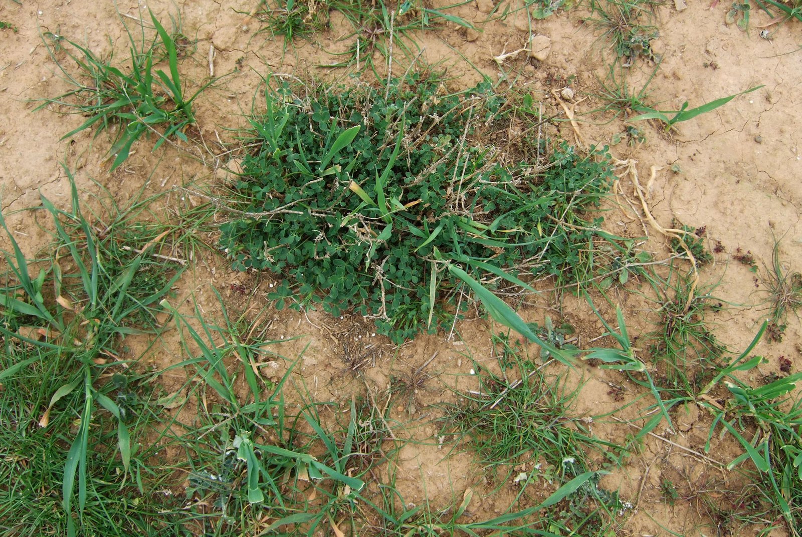 Weeds: Good or Bad? - Soil Learning Center