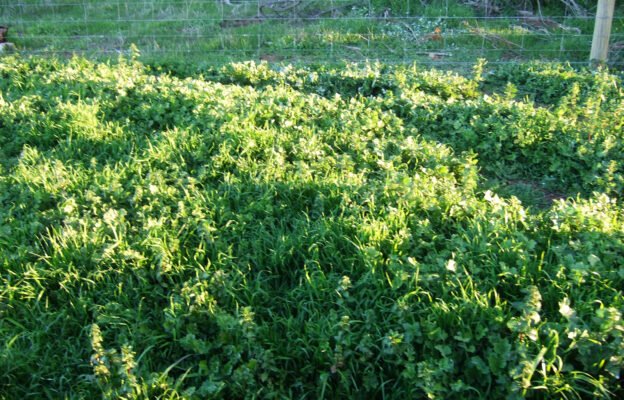 Weeds: Good or Bad? - Soil Learning Center